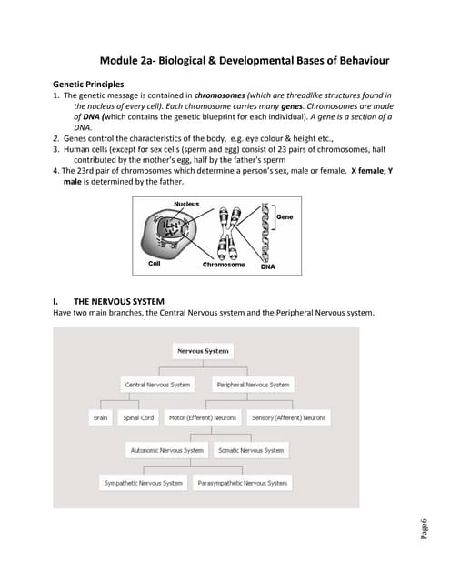 BRAIN structure and its function (class 10) | PPTX