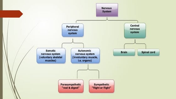 The Human Brain, Its Parts and Functions | PPTX | Brain and Nervous ...