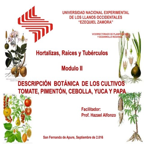 apoplasto y simplasto Absorcion del agua por las plantas | PDF