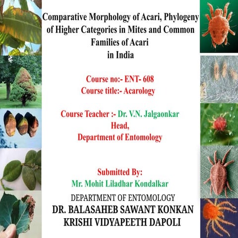 Comparative Morphology of Acari, Phylogeny of Higher Categories in ...