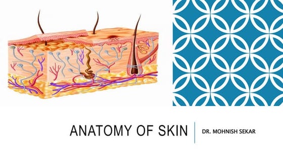 Skin_structure_dermis_epidermis_layers of skin | PPTX
