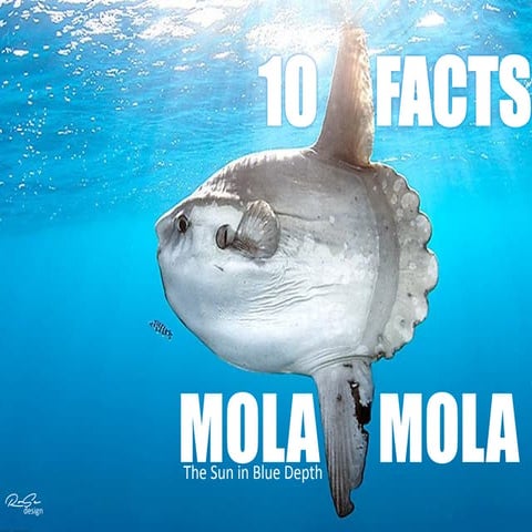 Mola-mola, the Sun in Blue Depth | PDF
