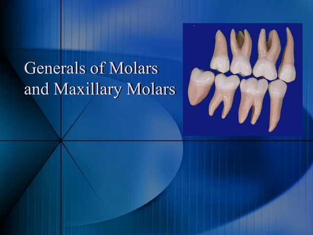 Upper First Molar | PPT