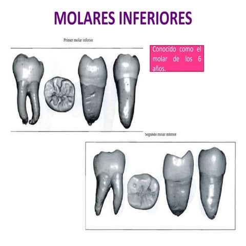 Anatoma Dental | PDF