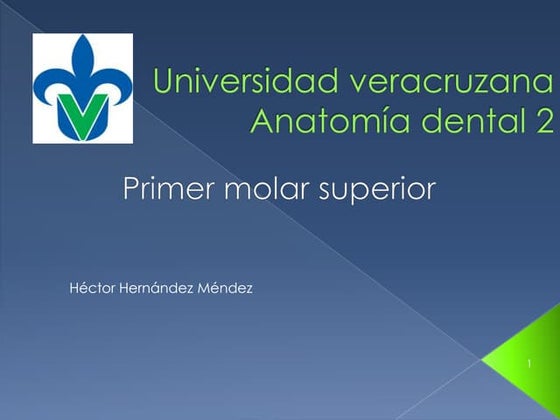 Anatoma Dental | PDF