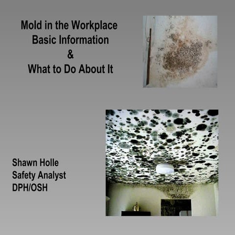Mold Basics | PPT | Indoor Environmental Quality | Home & Garden
