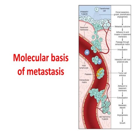 Molecular basis of metastasis | PPT
