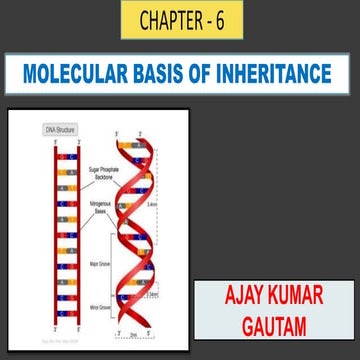 Molecular Basis of Inheritance.pptx