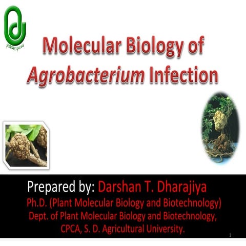 Agrobacterium tumefaciens: A natural genetic engineer