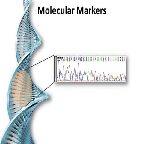 2 introduction molecular markers patocchi andrea