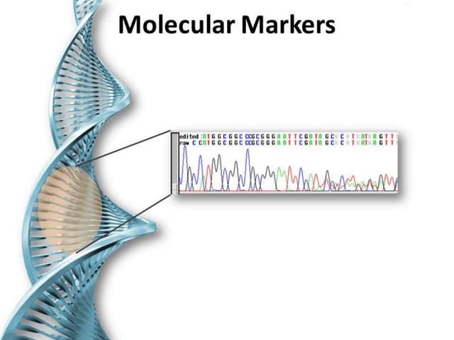 Molecular Marker and It's Applications | PPTX