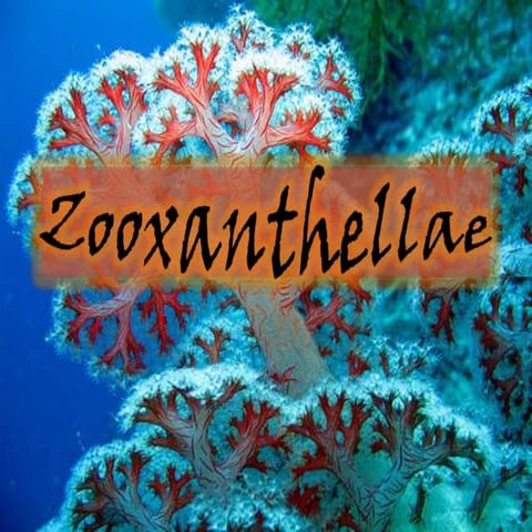 zooxanthellae | PPTX