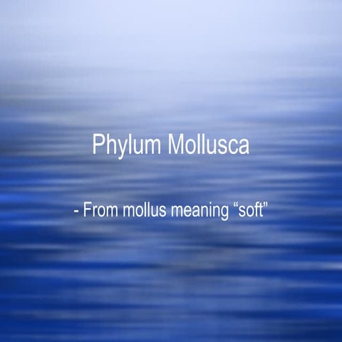 Mollusca Notes | PPT