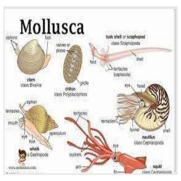 Mollusca.pptx