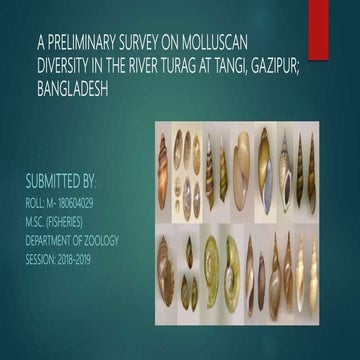 Molluscan diversity in the river Turag at Tongi, Gazipur, Bangladesh | PPT
