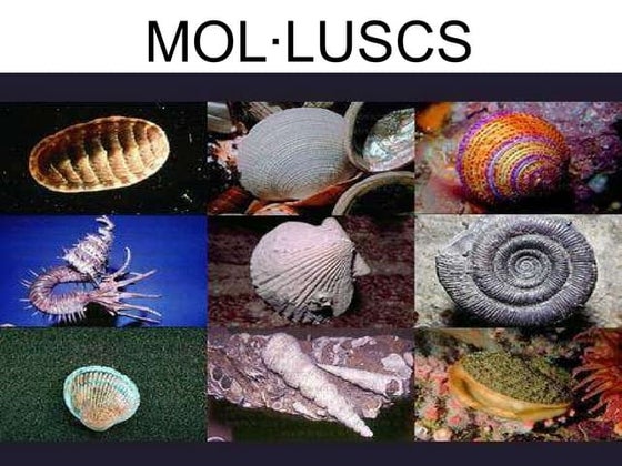 Mol·luscs 5è B | PPT