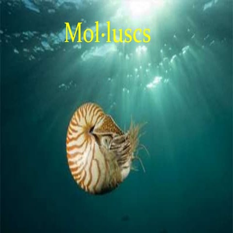 Mol·luscs (marti, raul i ivan) | PPTX