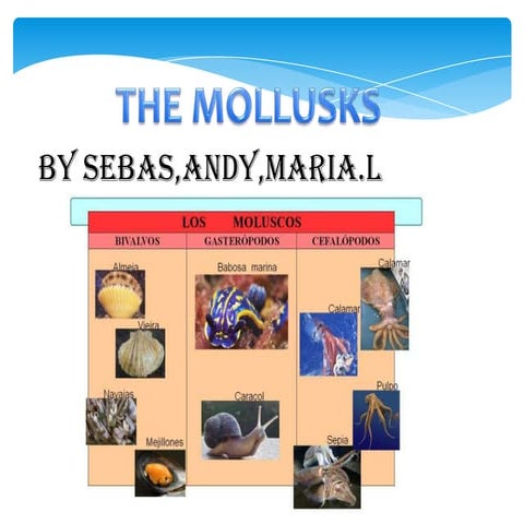 Mollusks | PPT