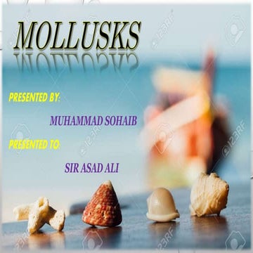 MOLLUSKS | PPTX