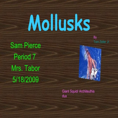 Mollusca | PPT