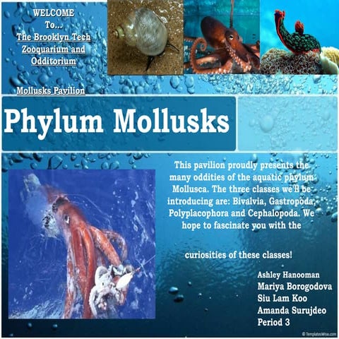 Mollusks Wiki Title | PPT