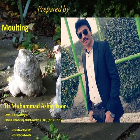 Moulting of hens by Dr.Muhammad Ashiq Toor | PPTX