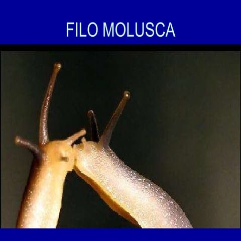 Filo Molusca Molusco Resumo Filo Mollusca