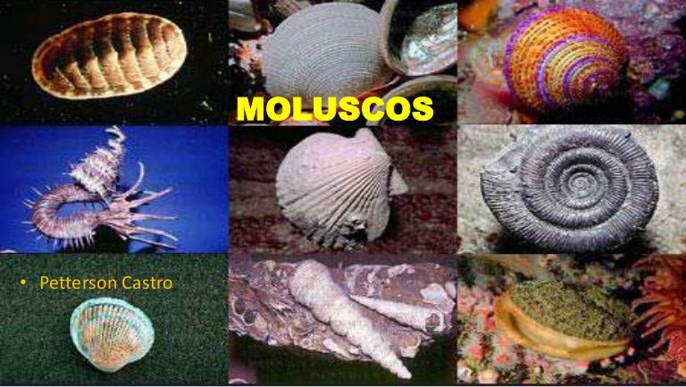 Moluscos