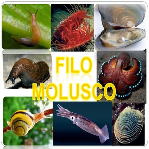 Exemplos Do Filo Mollusca Filo Mollusca – Biologia