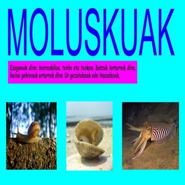 MOLUSKUAK 1A | PPTX