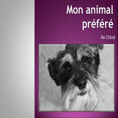 Mon animal préféré Chloé - 3MA | PPTX