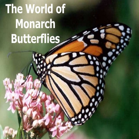 Monarch biology powerpoint presentation | PPT