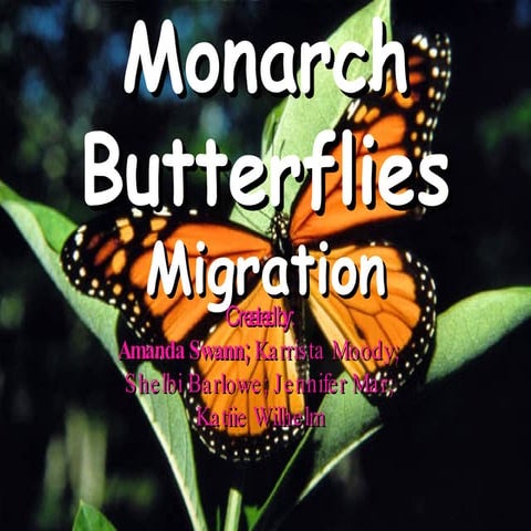 Monarch Butterflies | PPT
