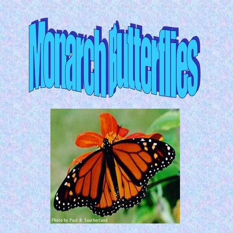 Monarch butterfly | PPT