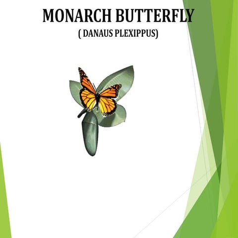 MONARCH BUTTERFLY( DANAUS PLEXIPPUS) | PPTX
