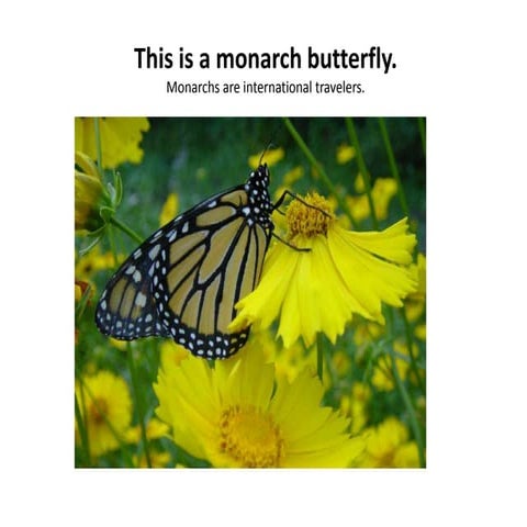 Monarch lesson-Butterfly Garden Project | PPTX