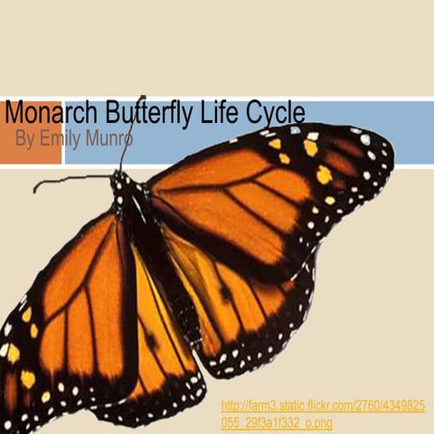 Monarch Butterfly Life Cycle | PPTX