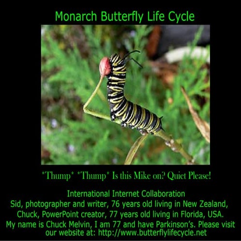 Monarch life cycle | PPT