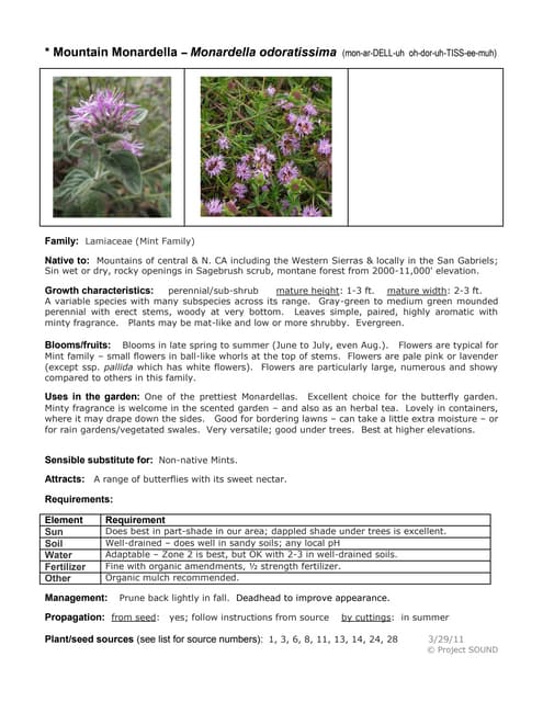 Monardella linoides | PDF