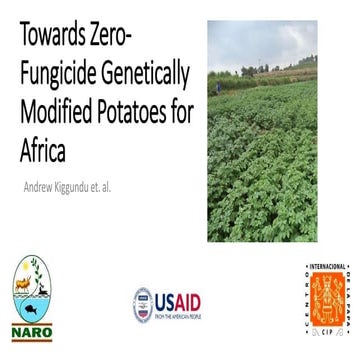 Towards zero-fungicide, genetically modified potatoes for Africa | PPTX