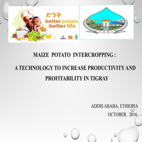 Monday 3: Maize and potato intercropping: a technology to increase ...