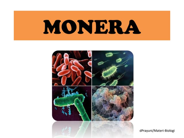 Kingdom monera | PPT