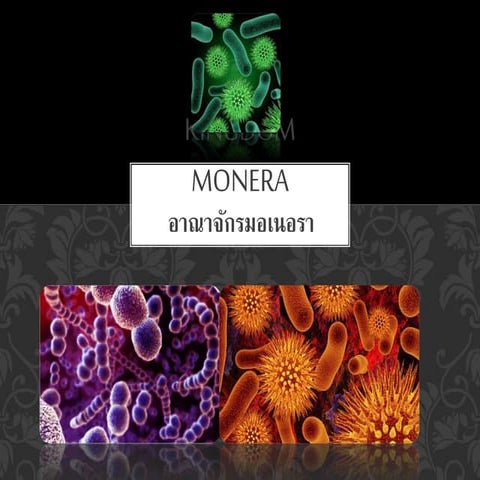 Monera kingdom | PPT