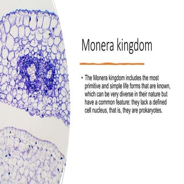 Monera kingdom.pptx