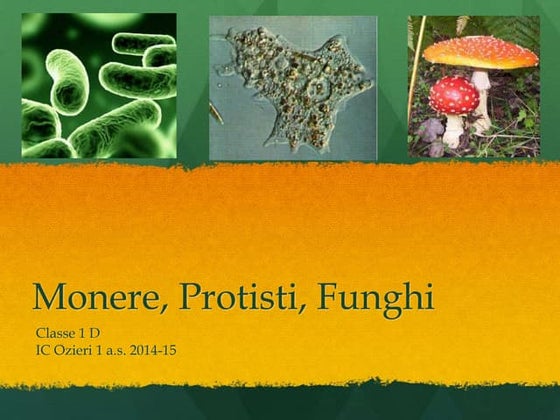 Funghi aliou l | PPT