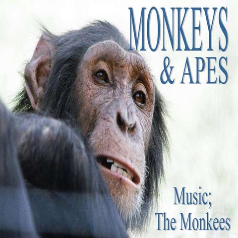 Monkeys and Apes | PPS