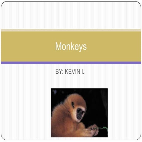 Monkeys | PPTX