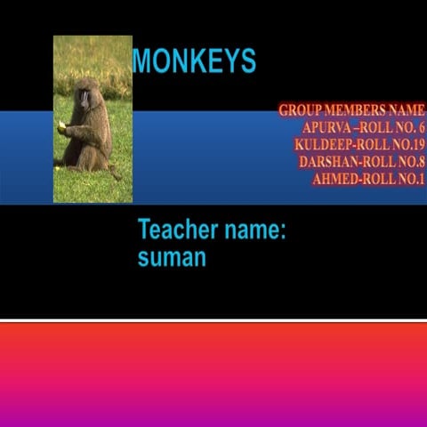 Monkeys | PPT