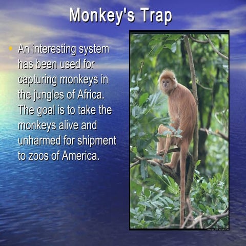 Monkey's trap | PPT