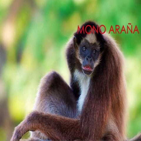 Mono araña | PPTX